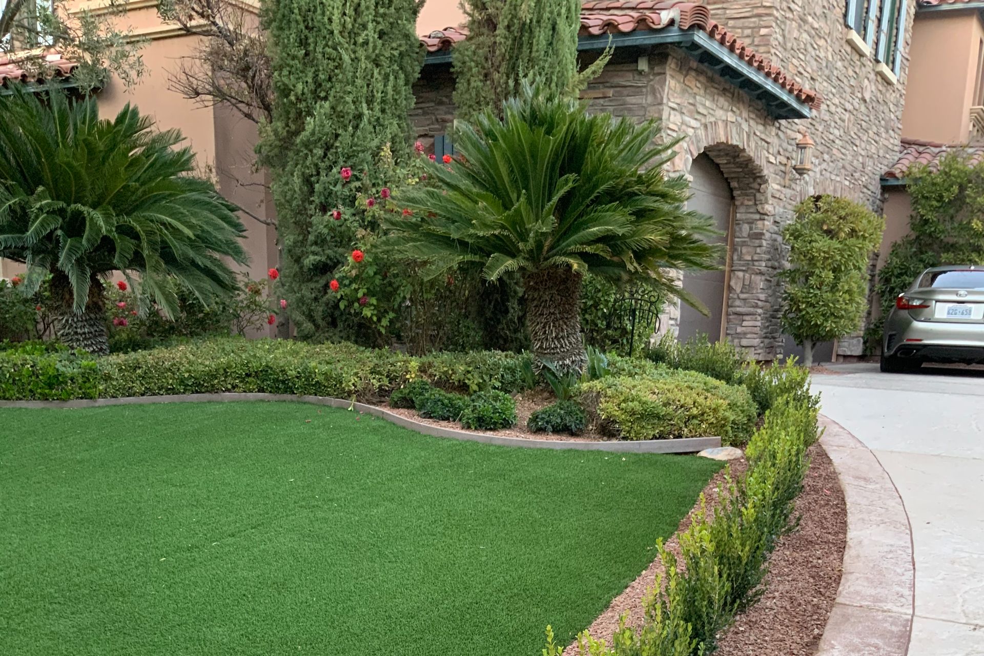 Las Vegas What Happens If You Ignore Your Palm Trees? Untrimmed Palm Tree Effects | Green ...