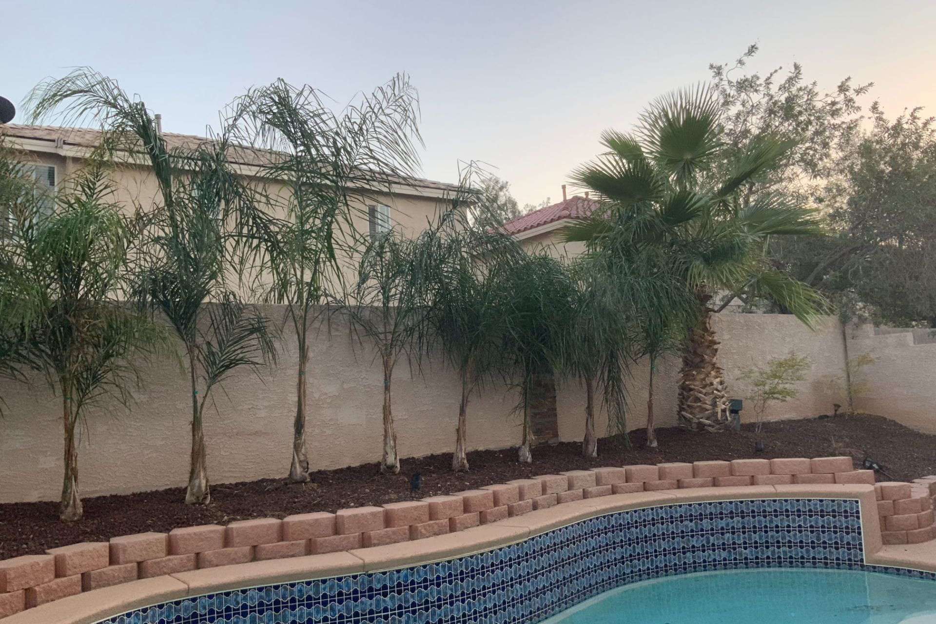 5 Best Trees To Use In Your Las Vegas Landscape