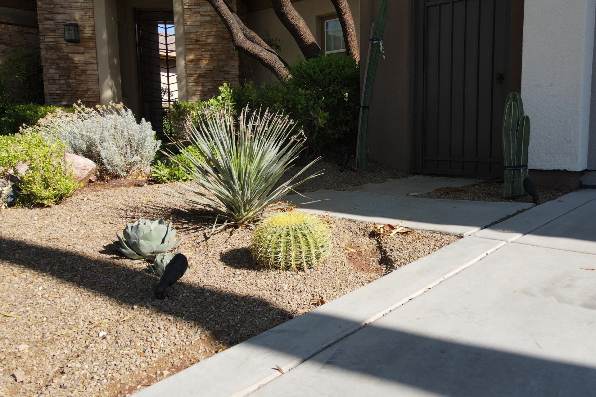 How To Successfully Landscape With Cacti & Succulents