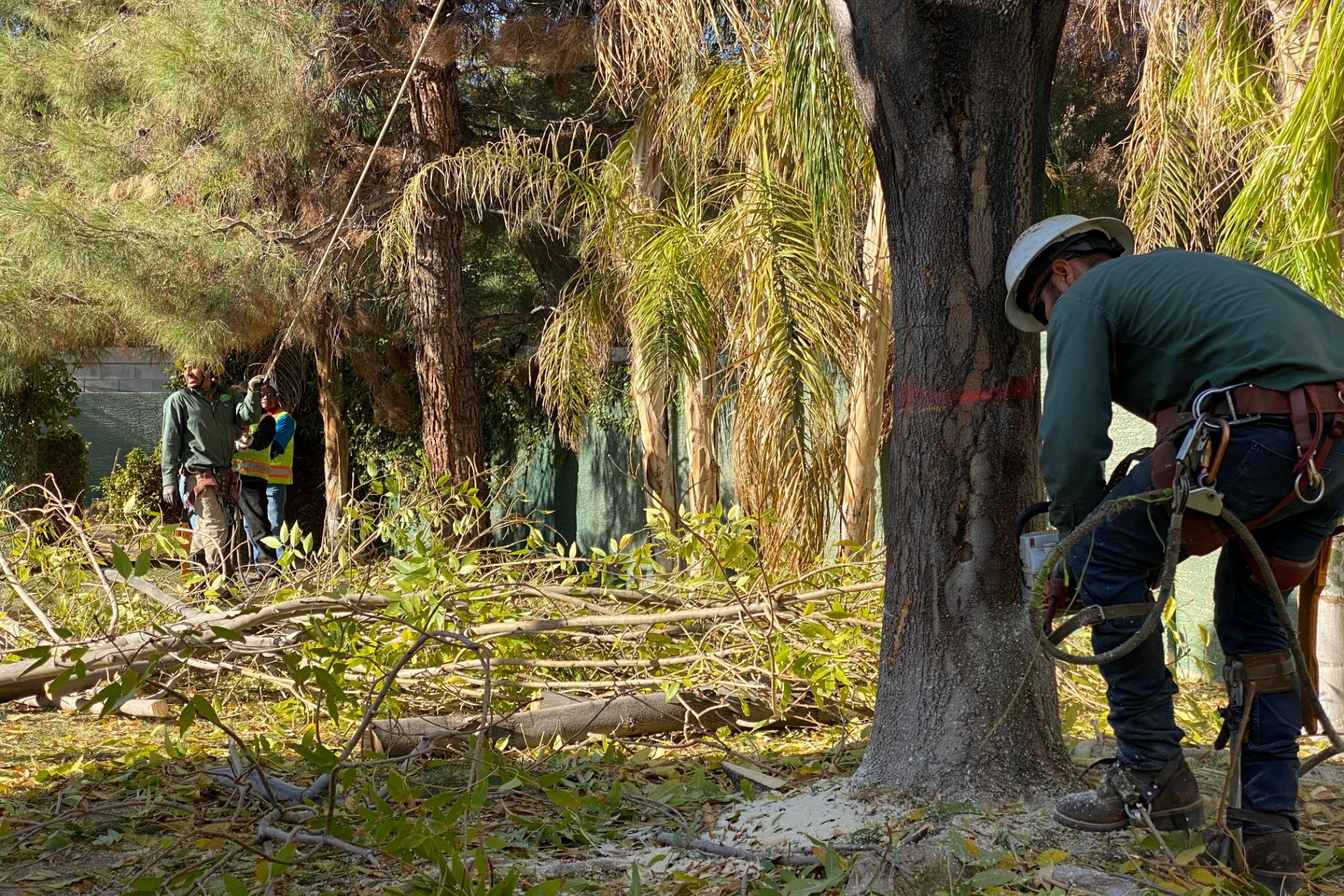Las Vegas 9 Red Flags That Indicate It's Time For Tree Removal | Green America Tree & Landscaping