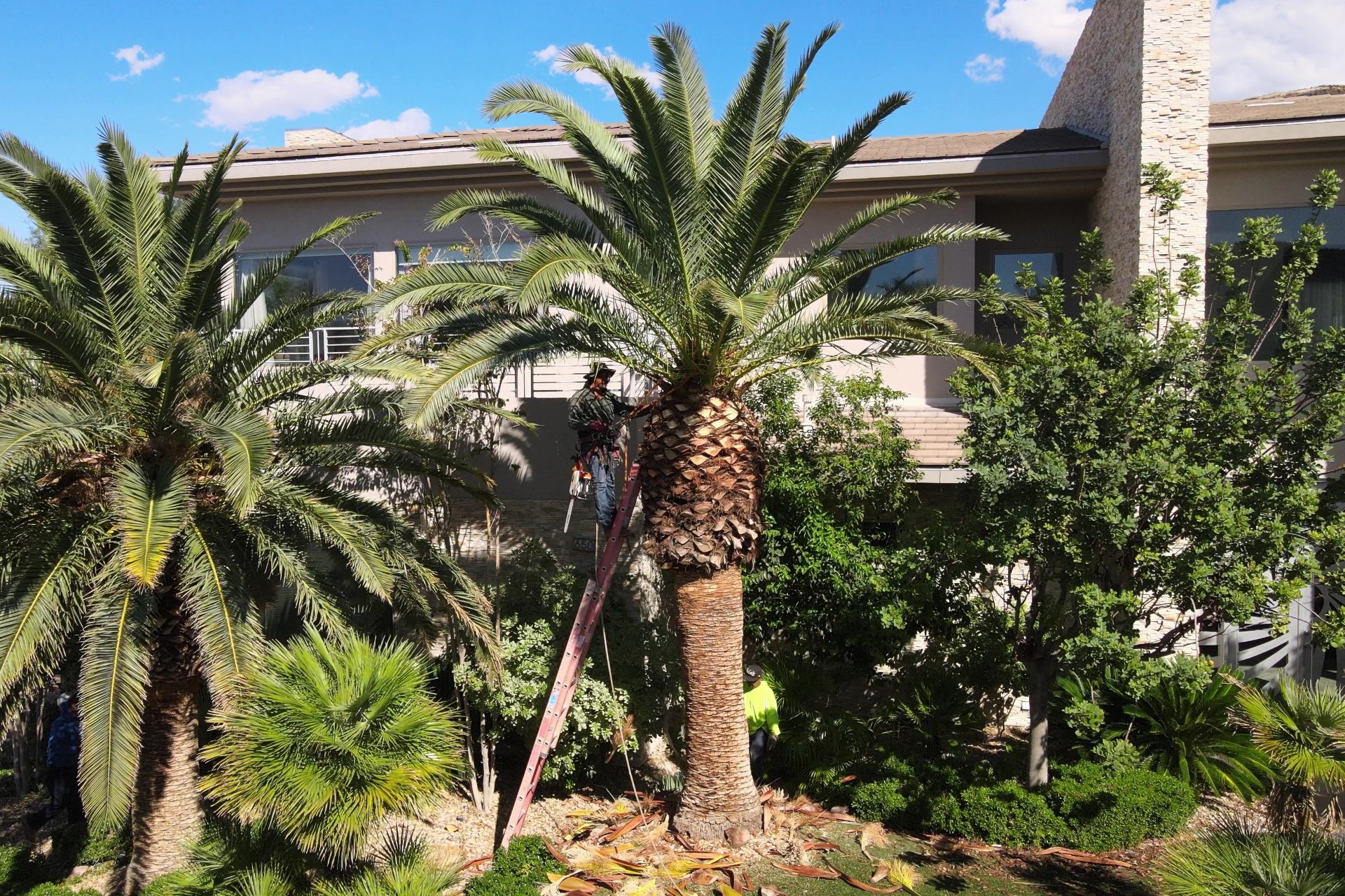Las Vegas The Role Of Tree Trimming In Fire Prevention For Las Vegas Homes | Green America Tree ...