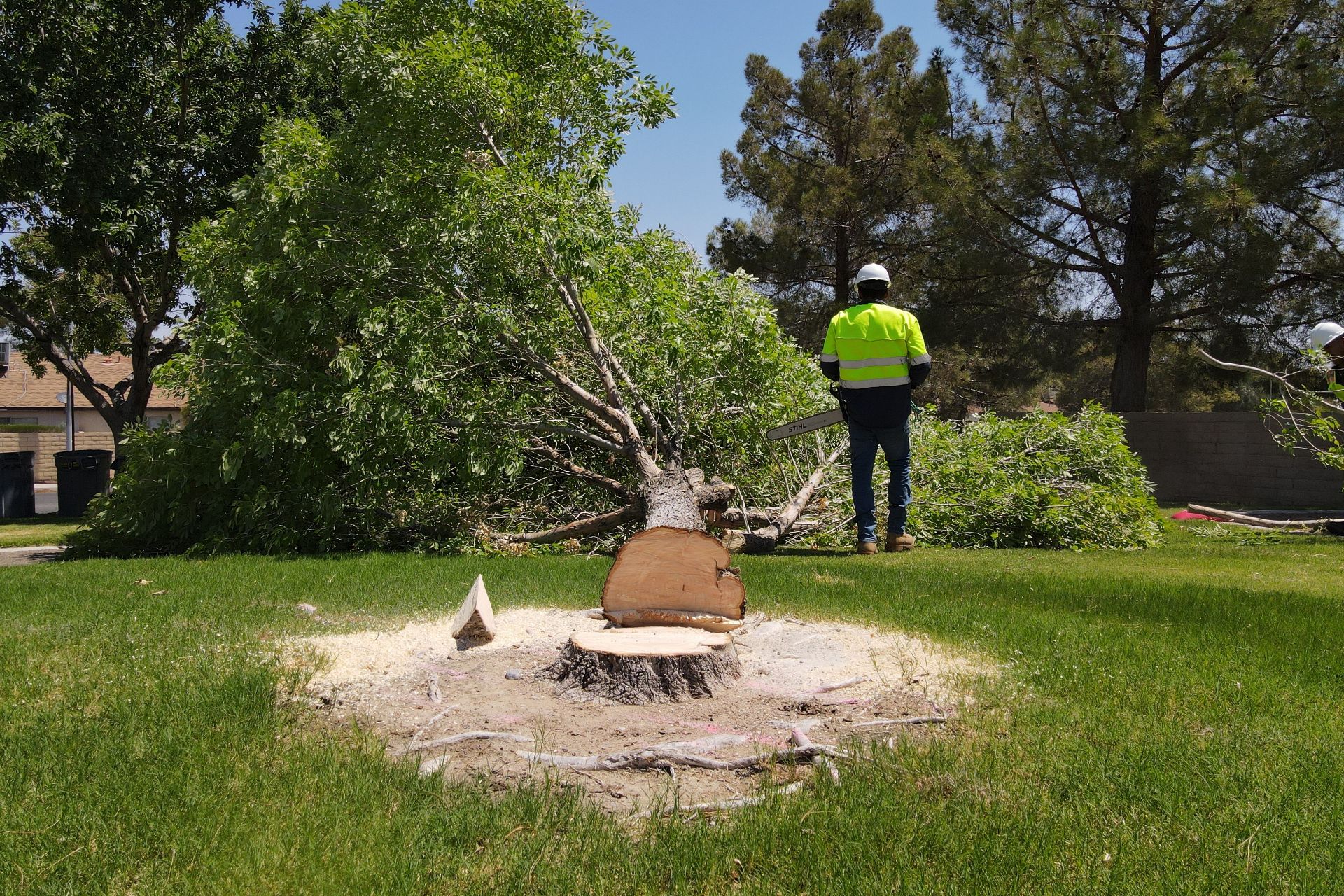 Las Vegas Can Stumps Grow Back? Why Stump Removal Is A Permanent Solution | Green America Tree ...